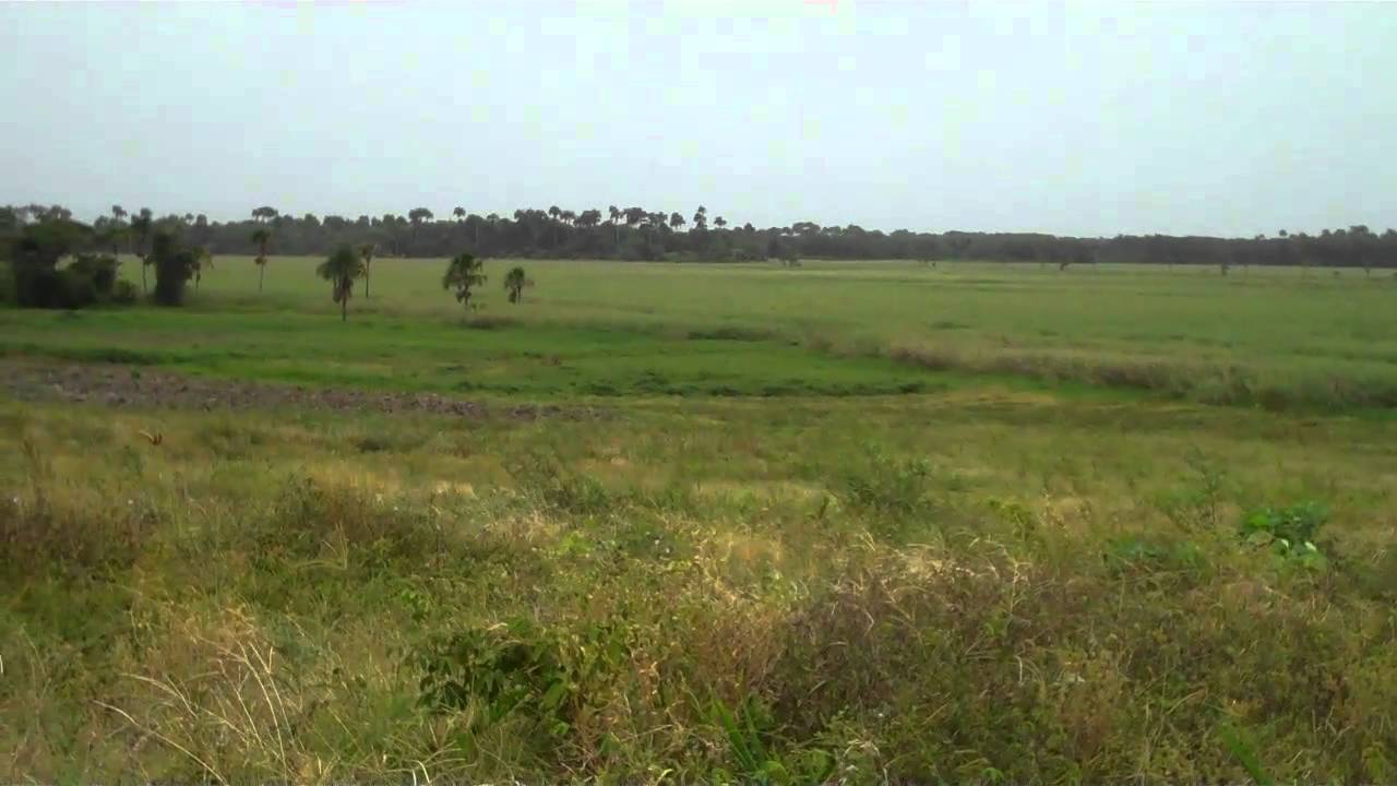 Trinidad & Tobago Field Naturalists' Club,Nariva Swamp,Rasmar Site ...
