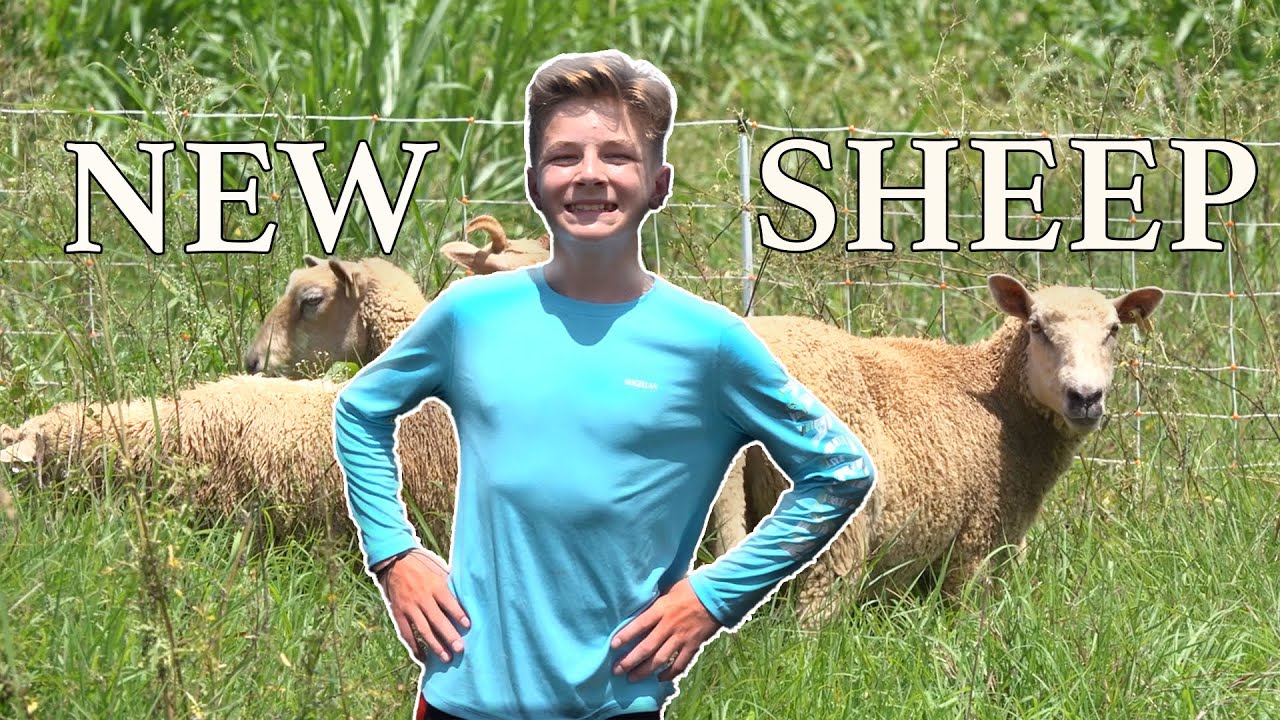 I got sheep! - YouTube