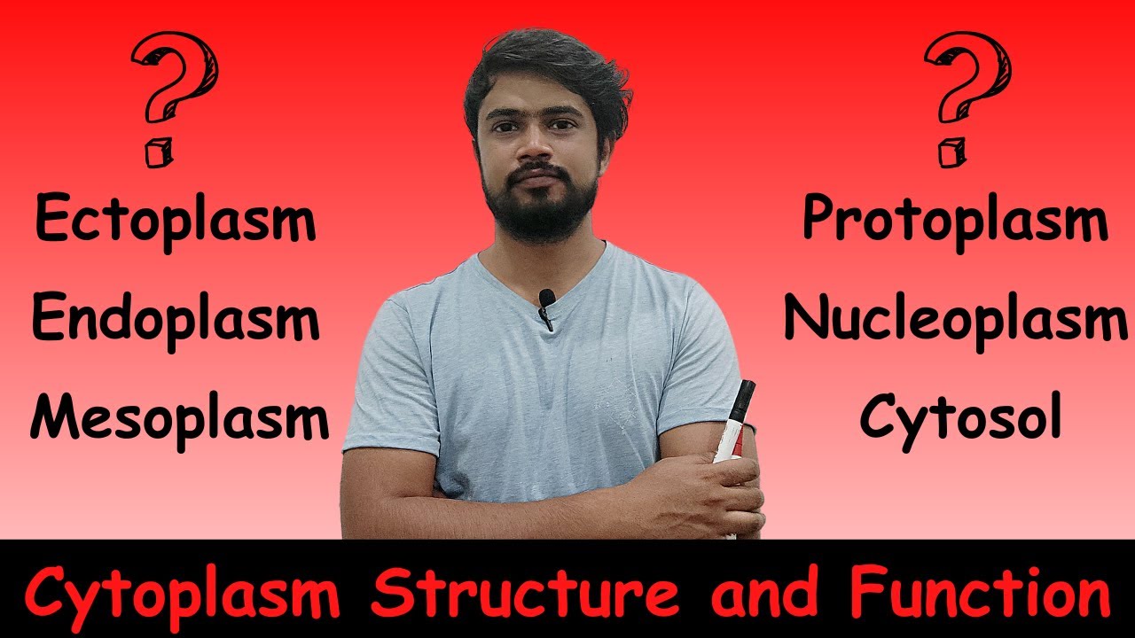 Protoplasm Definition And Function Biology Dictionary