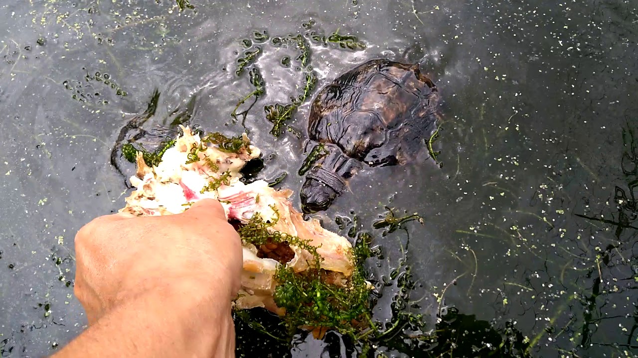 Terrapins turtles eating chicken carcus - YouTube
