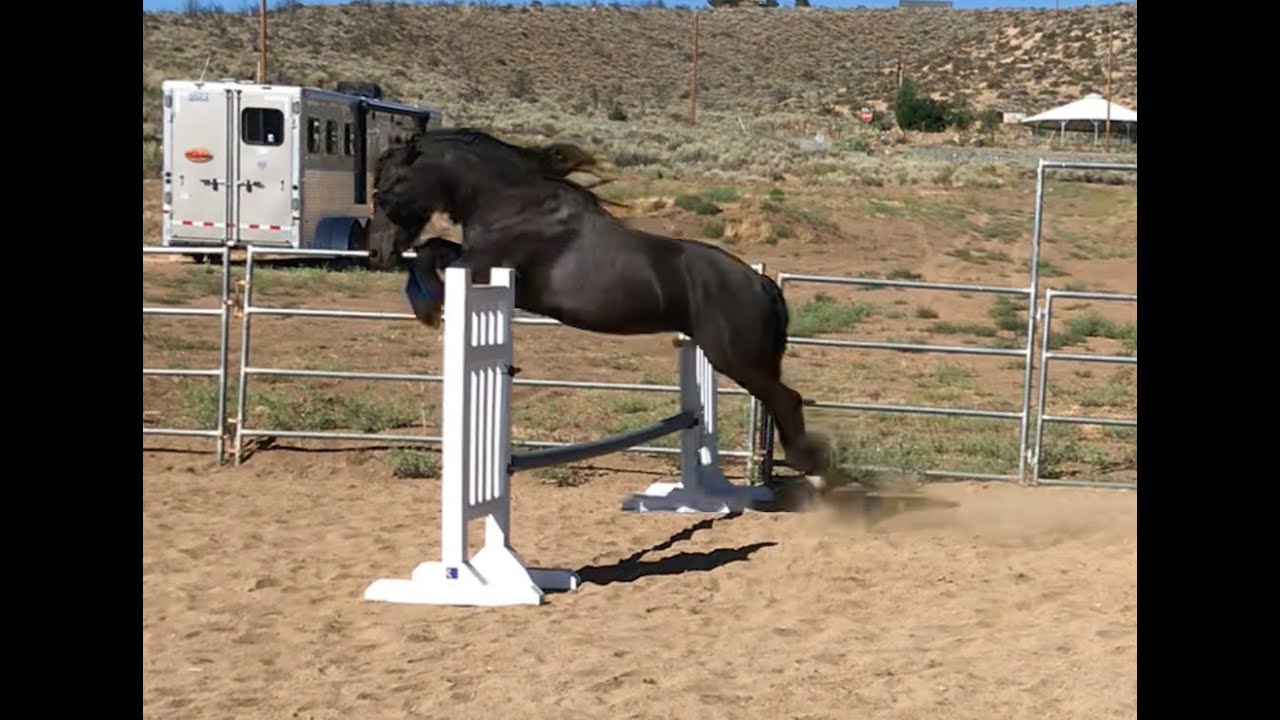 Jumping Gypsian Stallion - YouTube