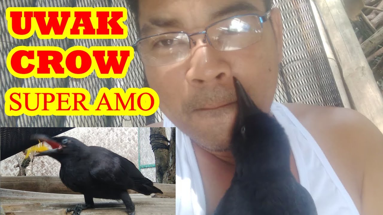 Uwak Super Amazing Bird - YouTube