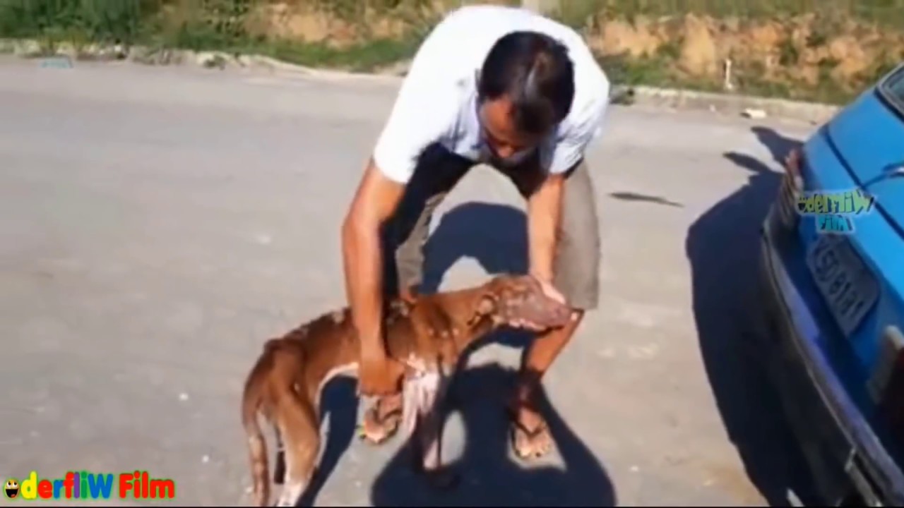 Wilson Coutinho "El angel de los animales" Este te ara creer de nuevo en la humanidad - YouTube