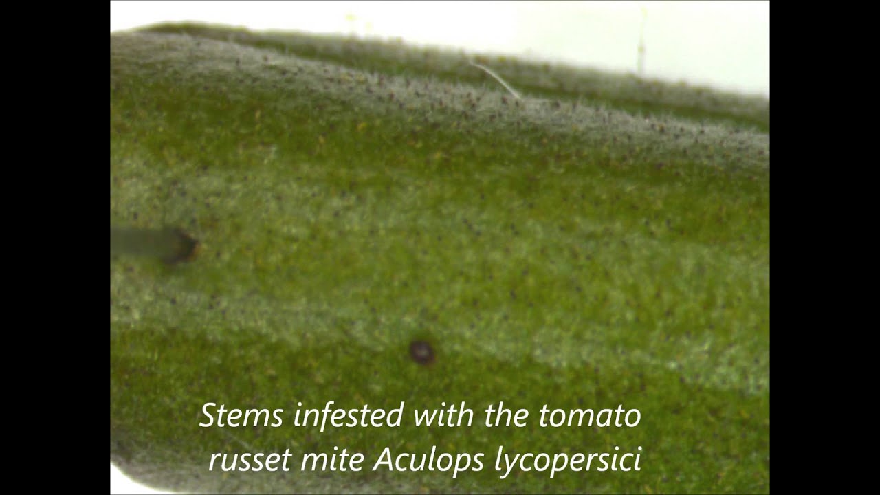 degenerans russet mites - YouTube