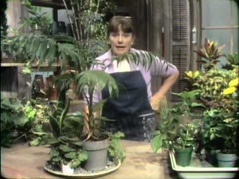 Supermarket/Ten-Cent Store: Growing Your Own Heirlooms