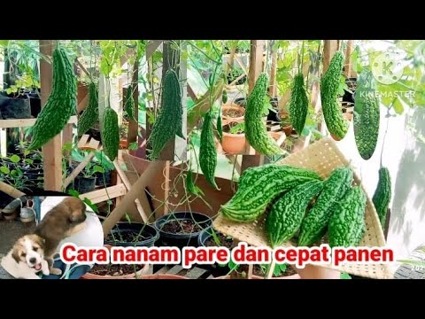 Cara tanam pare dari biji dan cepat panen di halaman rumah yang ...