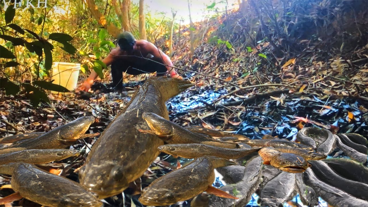 Finding fish in the forest and catching them by hand is unbelievable ...