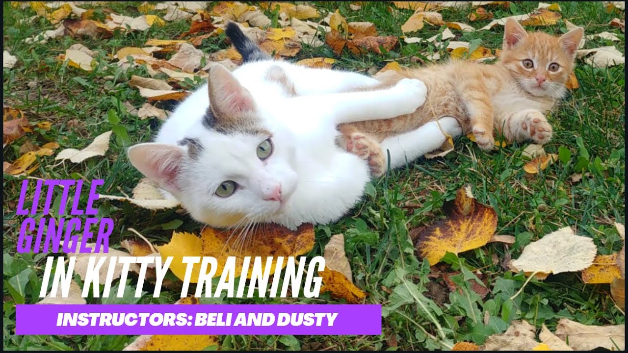 Ginger Kitten in NINJA KITTY training with Ninja Cats Beli and Dusty ...