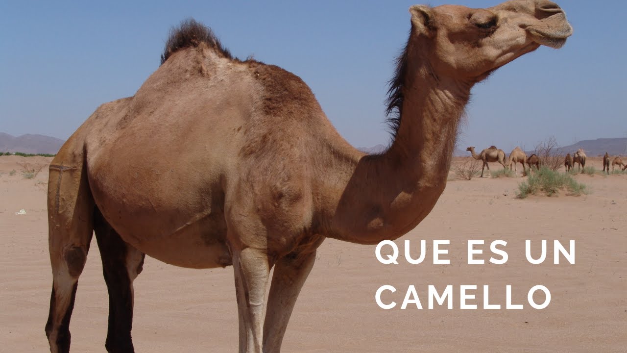 Que es un Camello - YouTube