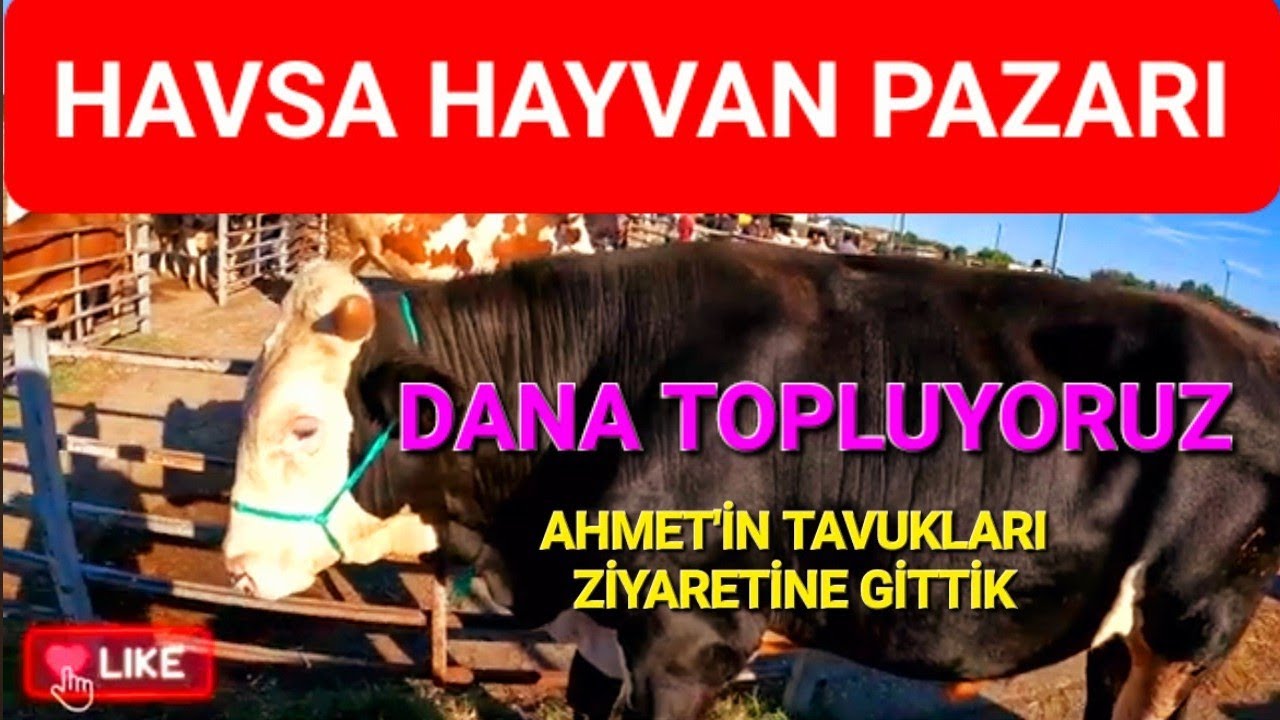 HAVSA HAYVAN PAZARI & DANA TOPLUYORUZ& AHMET'İN TAVUKLARI@Tasocanyayınn ...
