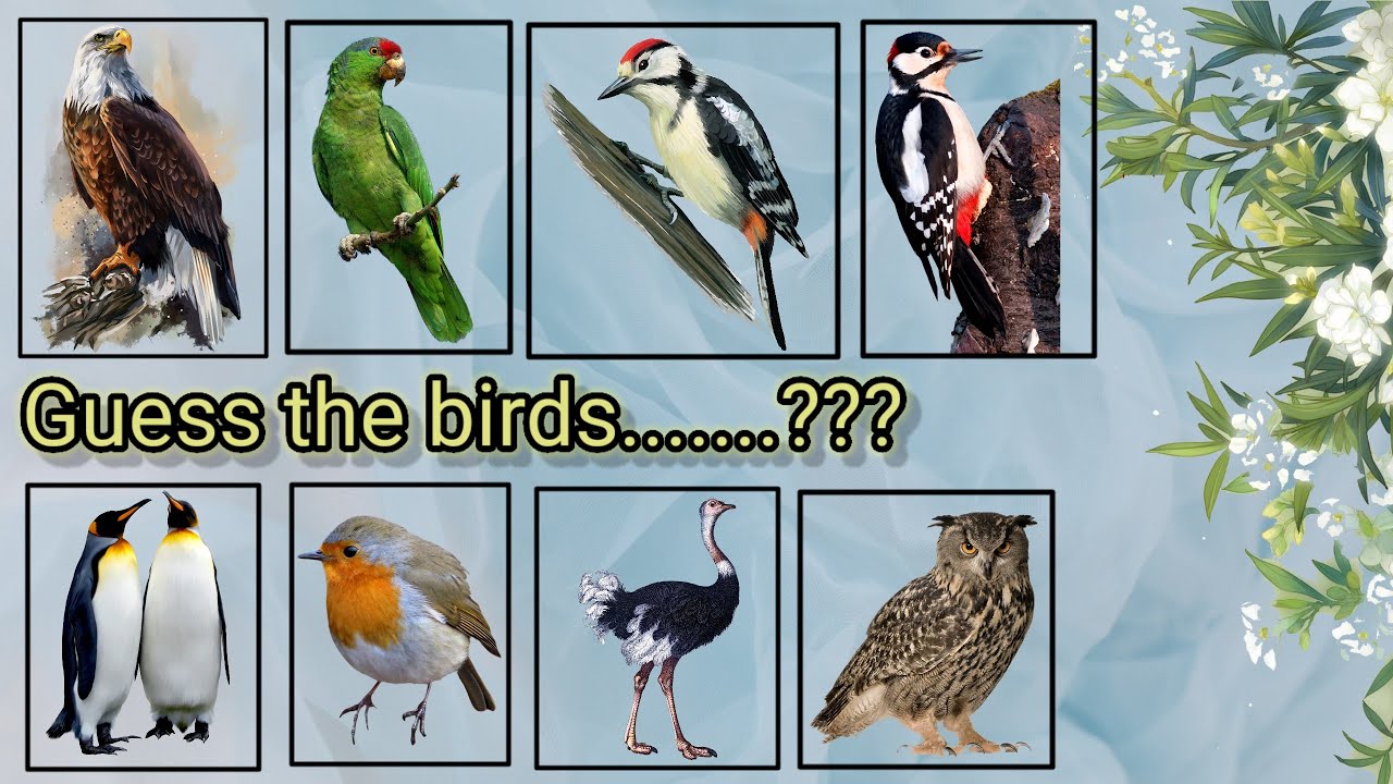 Guess the birds.....?? - YouTube