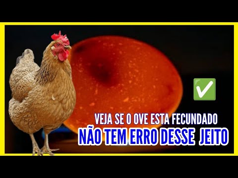 Como SABER Se o OVO está FECUNDADO ou NÃO - ASSIM MOSTRA SE O OVO TEM ...
