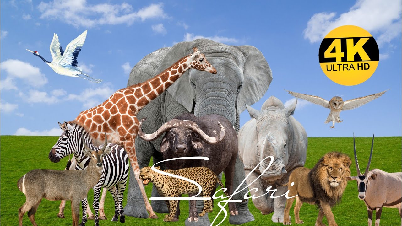 Amazing Scene of Wild Animals In 4K - Scenic Relaxation episode. - YouTube