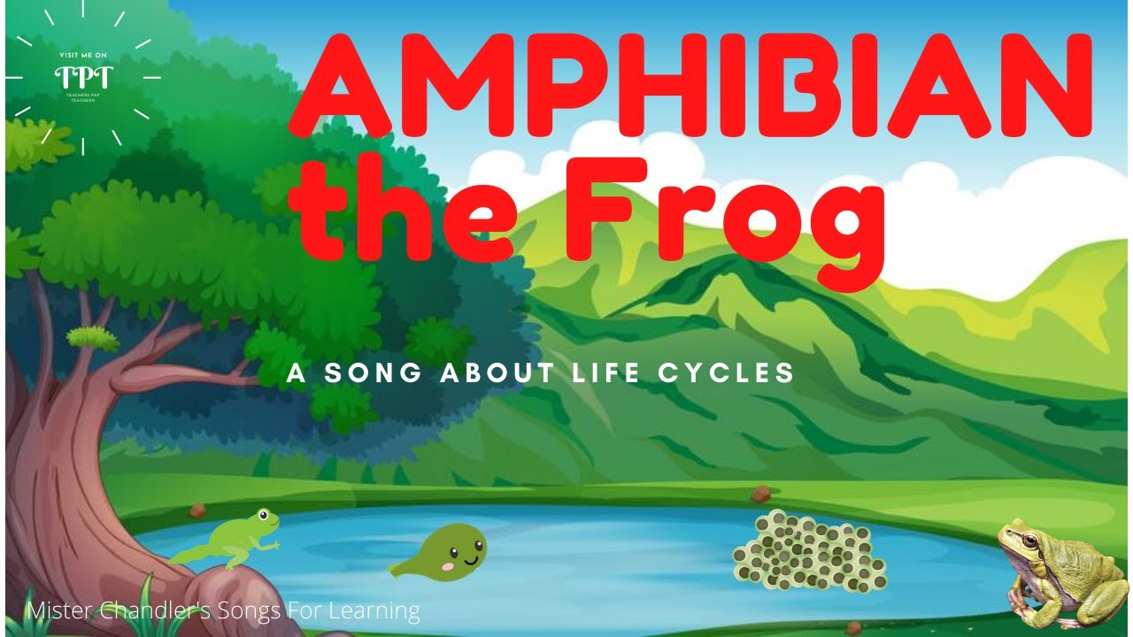 Amphibian the Frog - YouTube