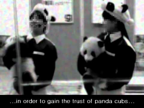 Help Stop Panda Abuse - YouTube