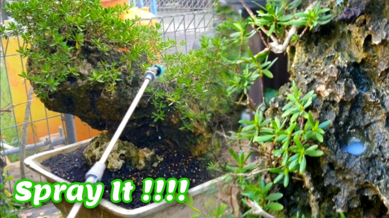 Spray Your Bonsai - YouTube