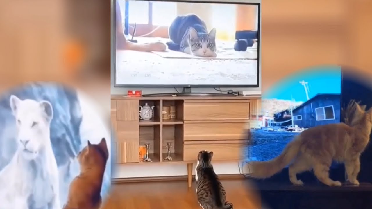 Cats watching TV overwhelmed! Hilarious! (#00076) - YouTube