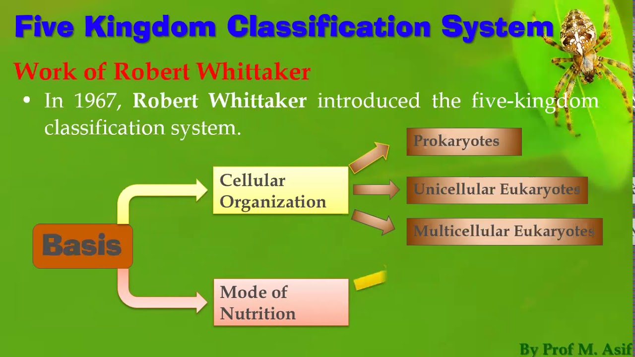 Classification Systems YouTube classification-systems-youtube