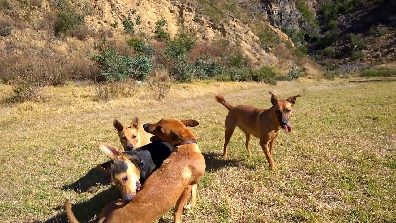 #Dog #Walk: The dogs play catch - YouTube