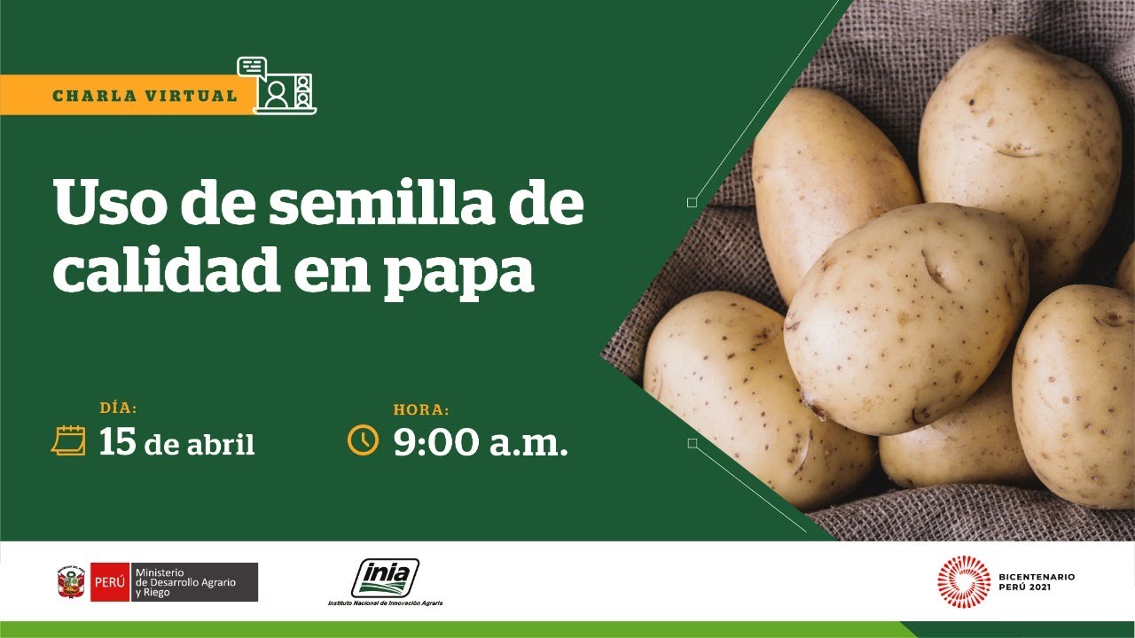 Uso de semilla de calidad en papa - YouTube