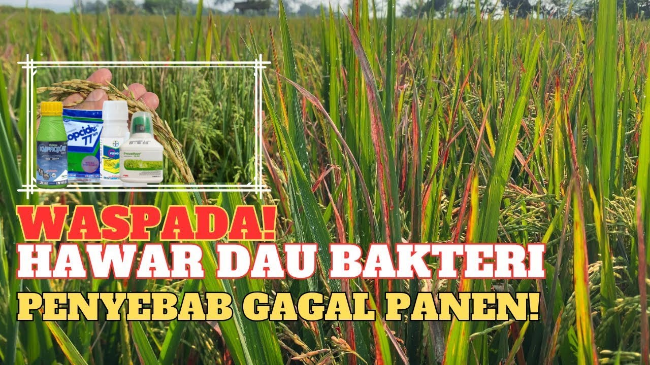 Mengatasi mengobati daun padi menguning mati pucuk hawar daun bakteri ...