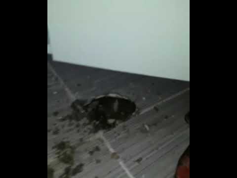 İski Tesisat Cihaz İle Noktasal Su Kacağı Bulma #Part1