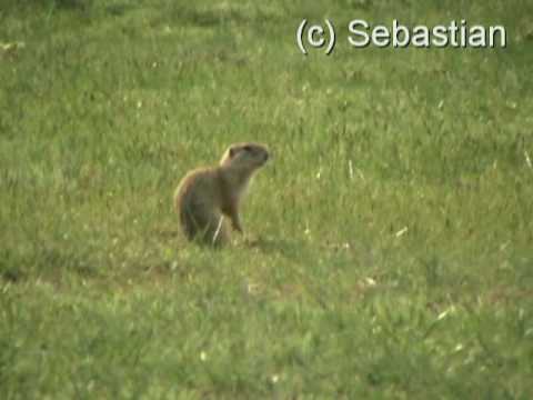 soareci de camp - YouTube