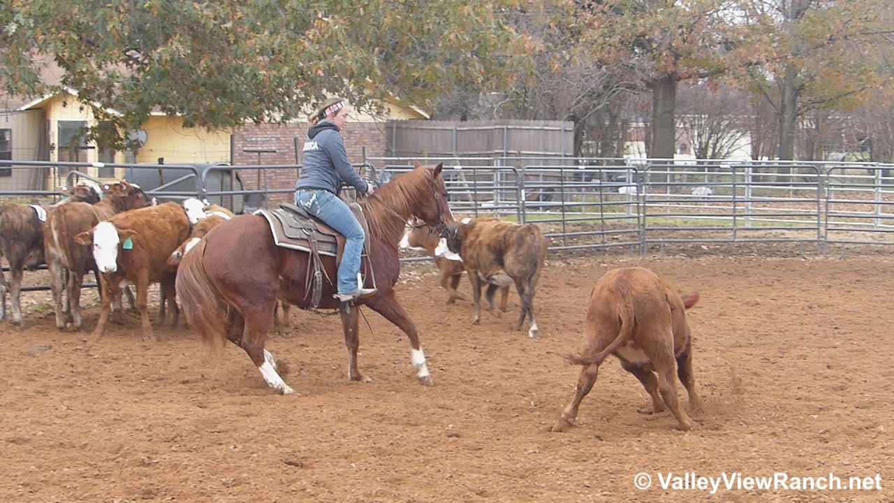 Bitten - working cows - Valley View Ranch - YouTube