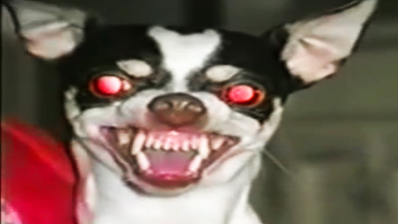 Top 15 Scariest Things PETS Have Done - YouTube