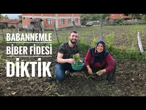 BAHÇEMİZE BİBER FİDESİ DİKTİK(Tamamen Organik) | ÇAPALAMA YAPTIK - KÖY VLOG #5
