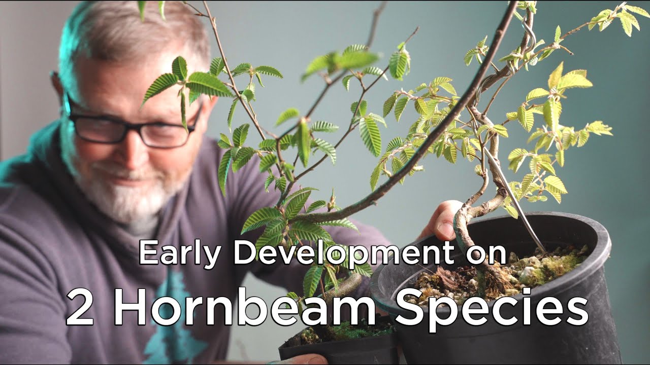 Bonsaify | Genius Tips for Early Development of Genus Carpinus ...