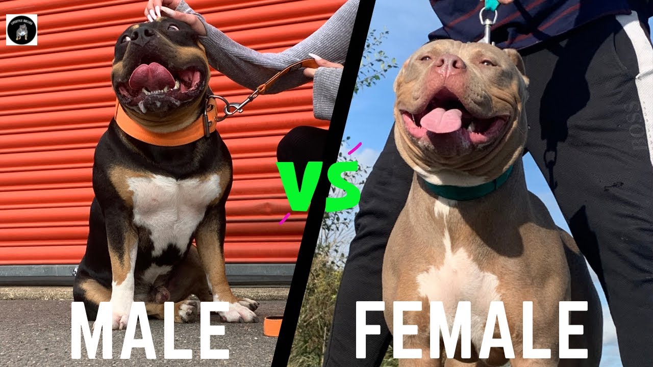 American Bully Breeding Tips Starting Your Kennel With Male V Female ...