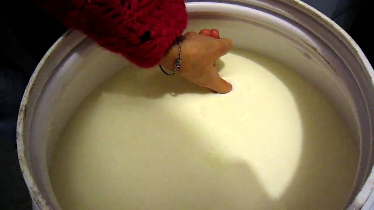 Testing Coagulated Milk 1 - YouTube