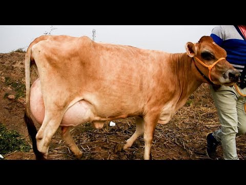 Jersey cow giving 28 litre milk per day - YouTube
