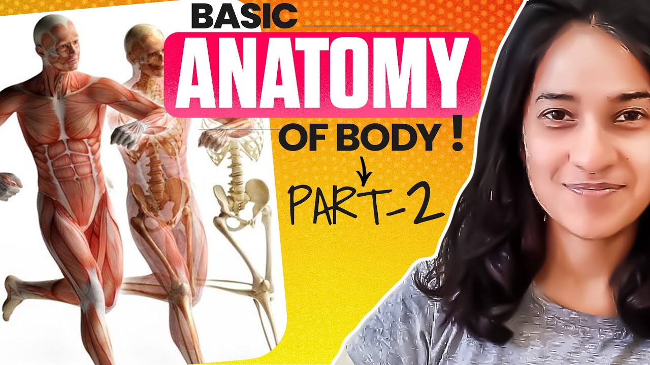 Basic Anatomy for Yoga- Skeleton & Bones| PART-2 |Human skeletal system ...