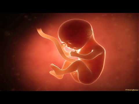 👶Música para bebes que estan por nacer 3 - 7 meses 🔴 música para bebes en el Viente #Mozart 2018
