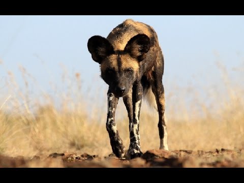 Amazing Facts About The African Wild Dogs - YouTube