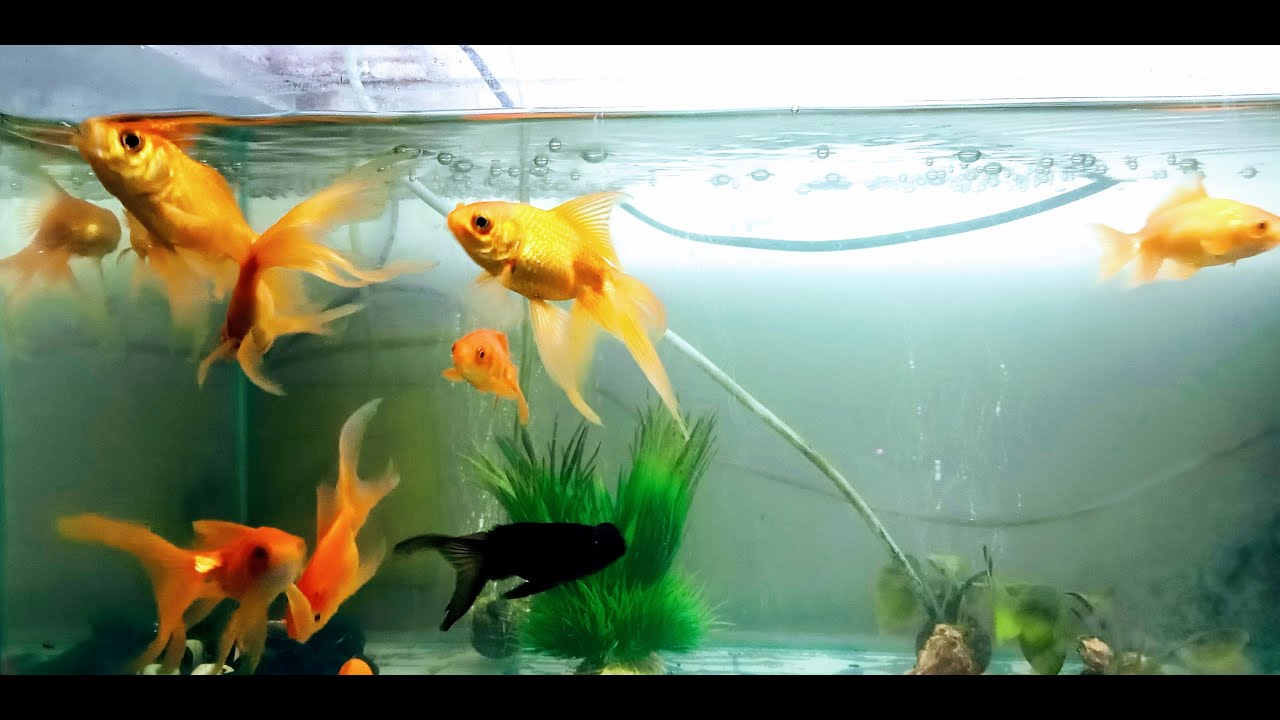 8 Gold Fish and 1 black moore for vastu - YouTube