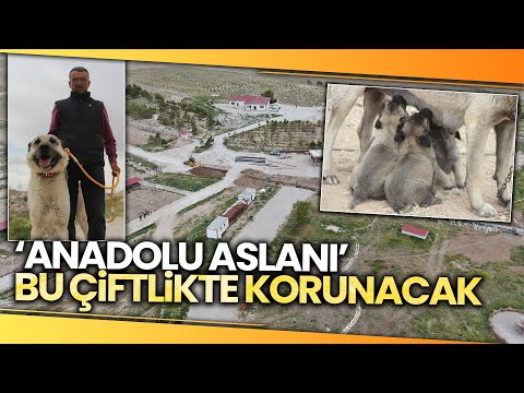 Kangal Köpeği Irkı, Yenilenen Kangal Köpeği Üretim Çiftliğinde Korunacak
