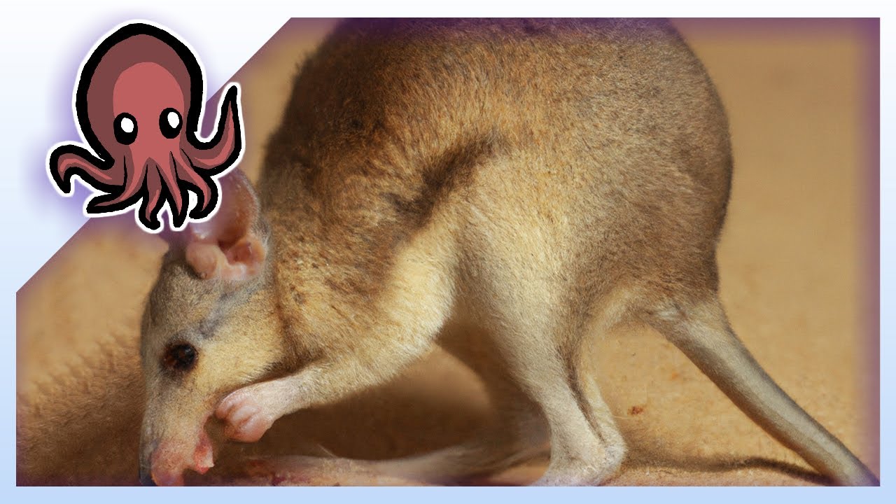 Poor Mouse Devcream! - YouTube