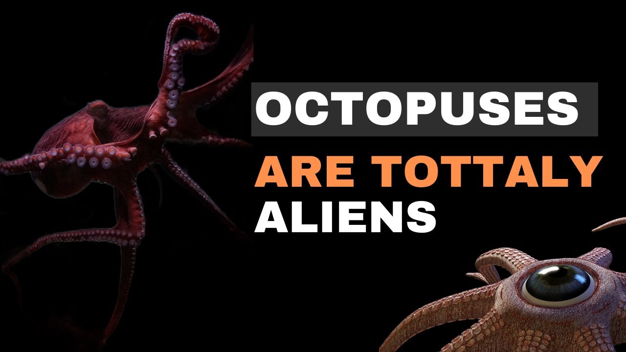 Octopuses are totally Aliens – Fun Facts - YouTube