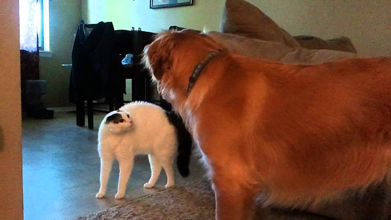 Caesar the talking cat is pissed - YouTube