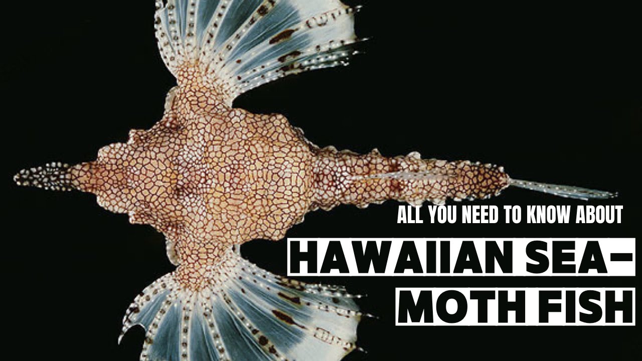 The Hawaiian sea moth fish lives in the demersal - YouTube