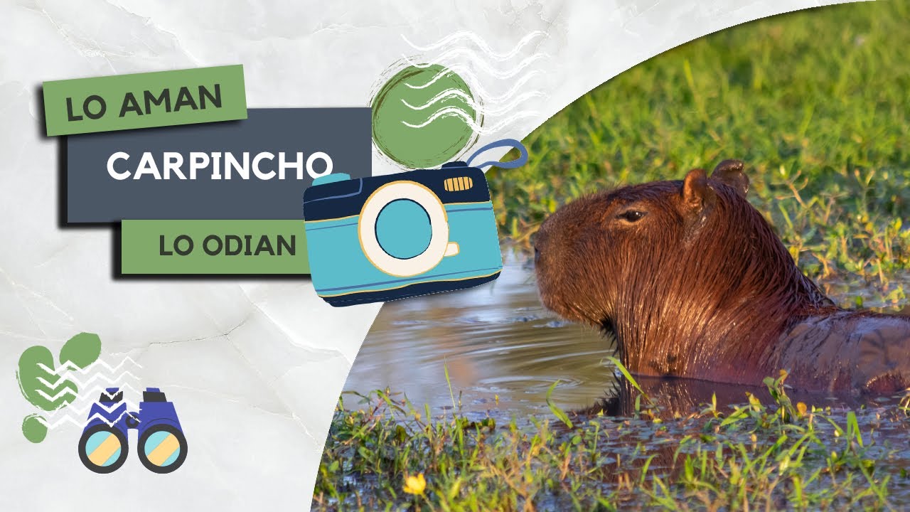 El ANIMAL más polémico de la ARGENTINA – El CARPINCHO (Hydrochoerus ...