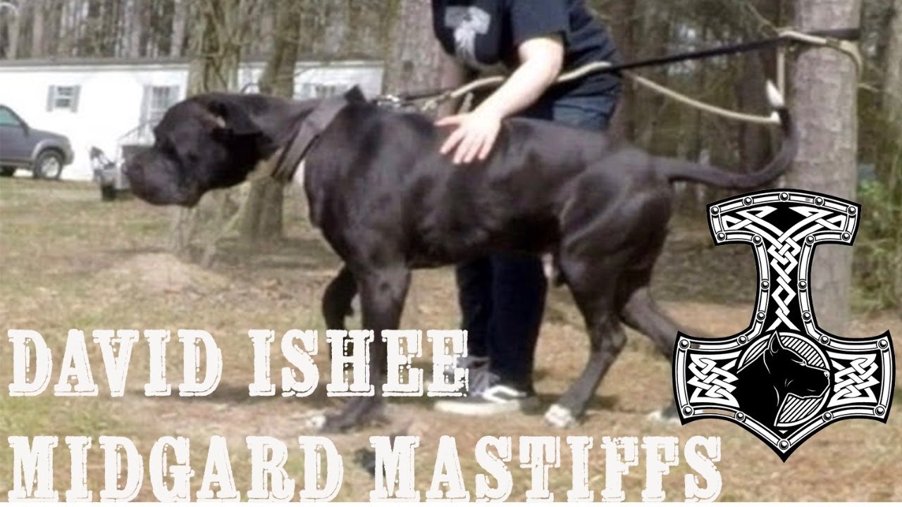 INTERVIEW WITH DAVID ISHEE MIDGARD MASTIFFS - YouTube
