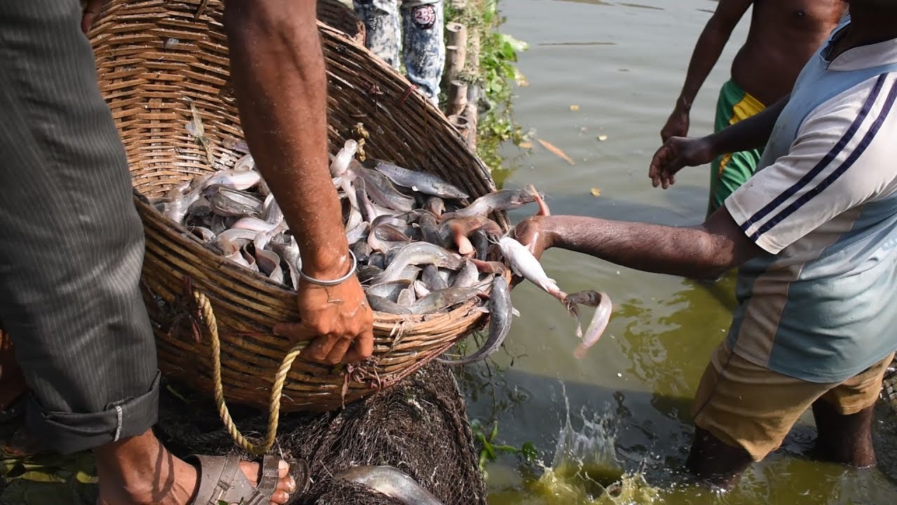 Catfish Hybrid Magur Fish Hunting By Village Pond - YouTube