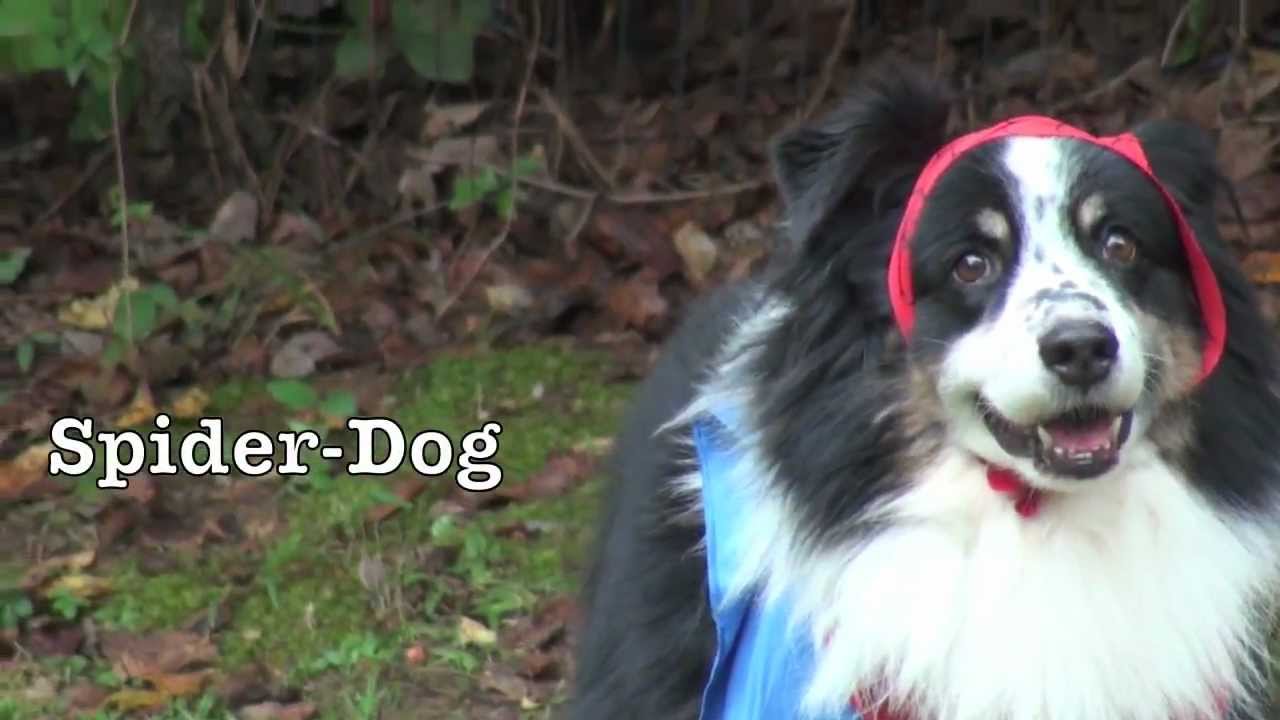 Spider Dog - a Halloween special - YouTube
