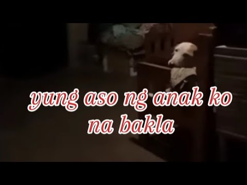Yong anak mong May aso na bakla#justforintertementporpysesonly - YouTube