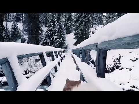 Shorts of A winter landscape with huskies