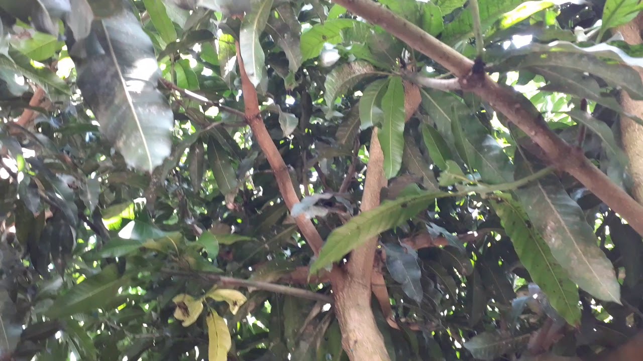 Cara Mengatasi Hama Penyakit Mangga - YouTube